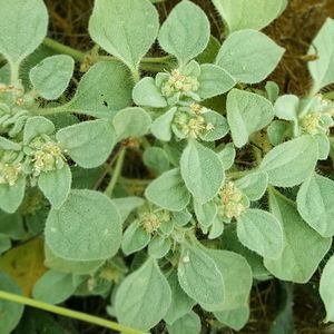 Dove weed (Croton setigerus) - PictureThis