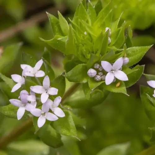 Blue field-madder (Sherardia arvensis) Flower, Leaf, Care, Uses ...
