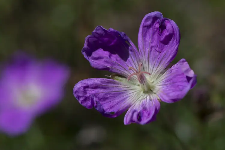Geranium incanum - PictureThis