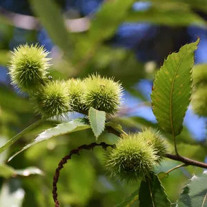 How to Pollinate American chestnut? (Pollinators, Time Window, Enhance ...