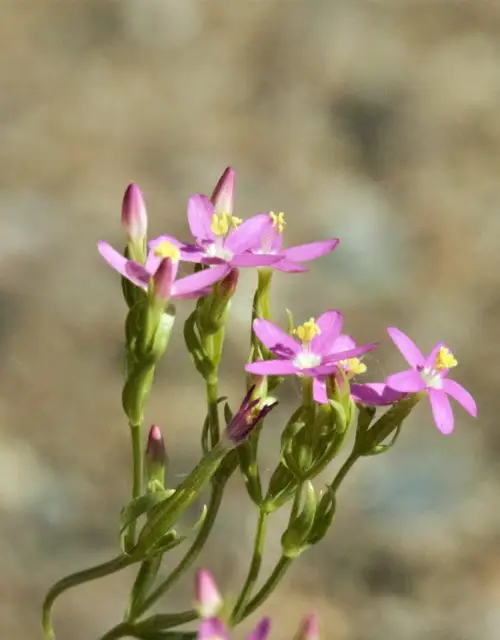 Centaurium tenuiflorum - PictureThis