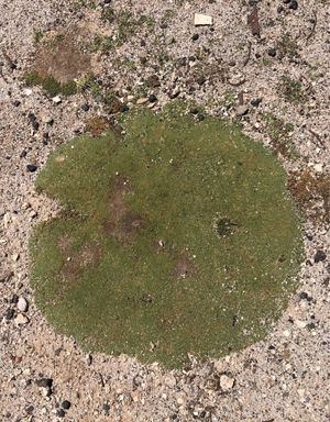 How to Grow and Care for Golden alpine sandwort