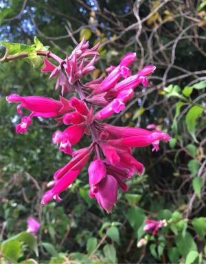 Salvia rosa 'Boutin' (Salvia involucrata 'Boutin') - PictureThis