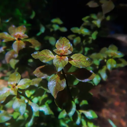 Ludwigia roja (Ludwigia palustris) - PictureThis