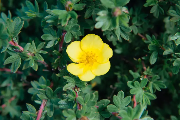 Potentilla fruticosa 'Elizabeth' - PictureThis