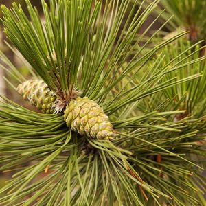 How to Grow and Care for Red pine
