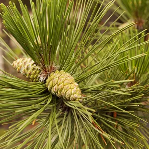 How to Pollinate Red pine? (Pollinators, Time Window, Enhance, and Hand ...