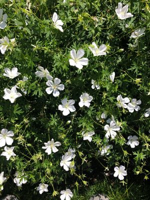 アケボノフウロ（曙風露） 'Album' (Geranium sanguineum 'Album') - PictureThis