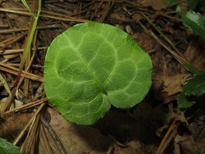 How to Grow and Care for Kidney-leaf wintergreen