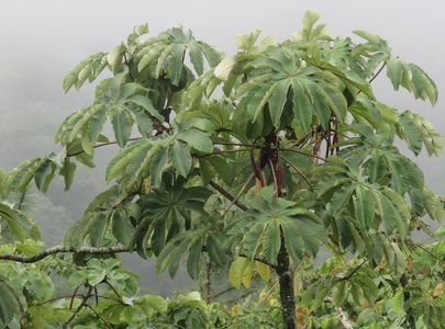 How to Grow and Care for Cecropia