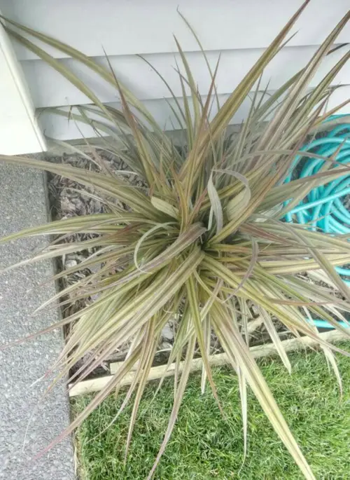 Astelia nervosa 'Westland' - PictureThis