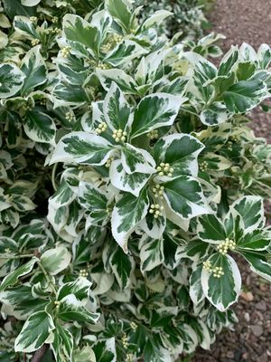 How to Grow and Care for Wintercreeper 'Silver Queen'