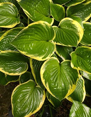 Hosta 'Victory' - PictureThis