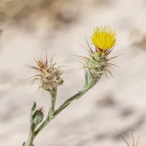 What is the Optimal Temperature for Maltese Star-Thistle? (Range ...
