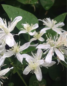 Where To Place Chinese clematis In Feng Shui? (Characteristics ...