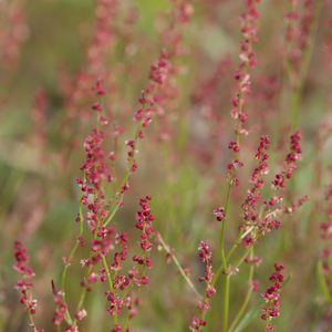 Acedera menor - Rumex acetosella (Taxonomía, Características, Invasivo ...