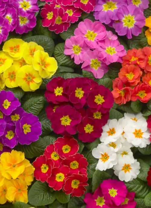 Primula × elatior 'Pacific Hybrids' - PictureThis