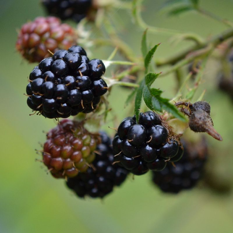How to Solve Cutleaf evergreen blackberry Problems?