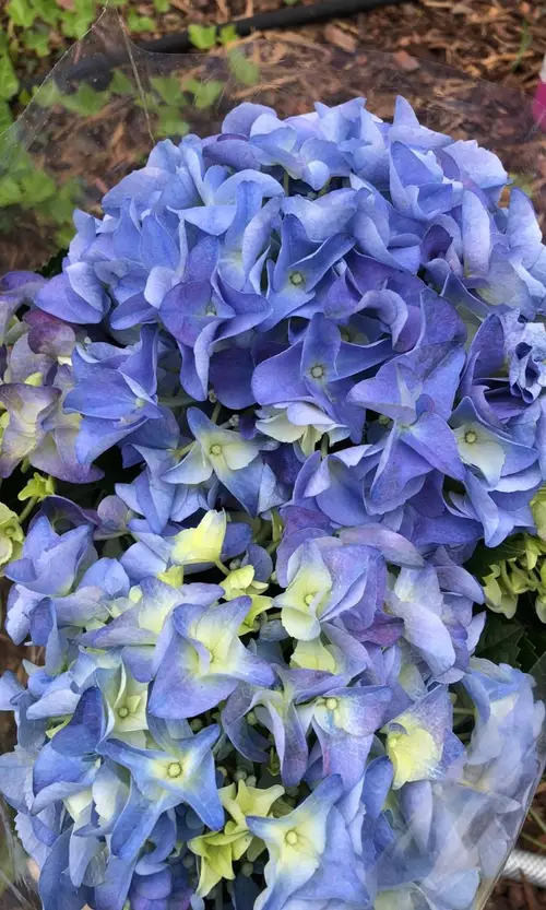 Hydrangea macrophylla 'Early Blue' - PictureThis