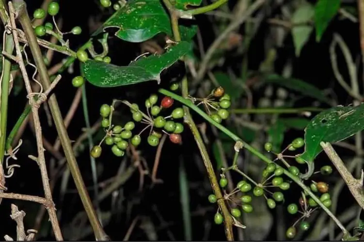Smilax bracteata - PictureThis