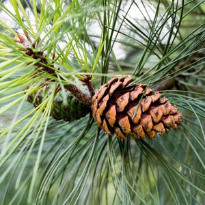Ponderosa pine - Pinus ponderosa (Care, Characteristics, Symbolism, Images)