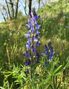 How to Prune Narrow-leaved lupin
