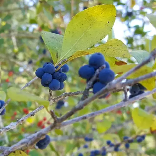 Forestiera pubescens - PictureThis