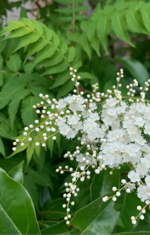 How to Plant and Grow Giant false spiraea(Sorbaria kirilowii)