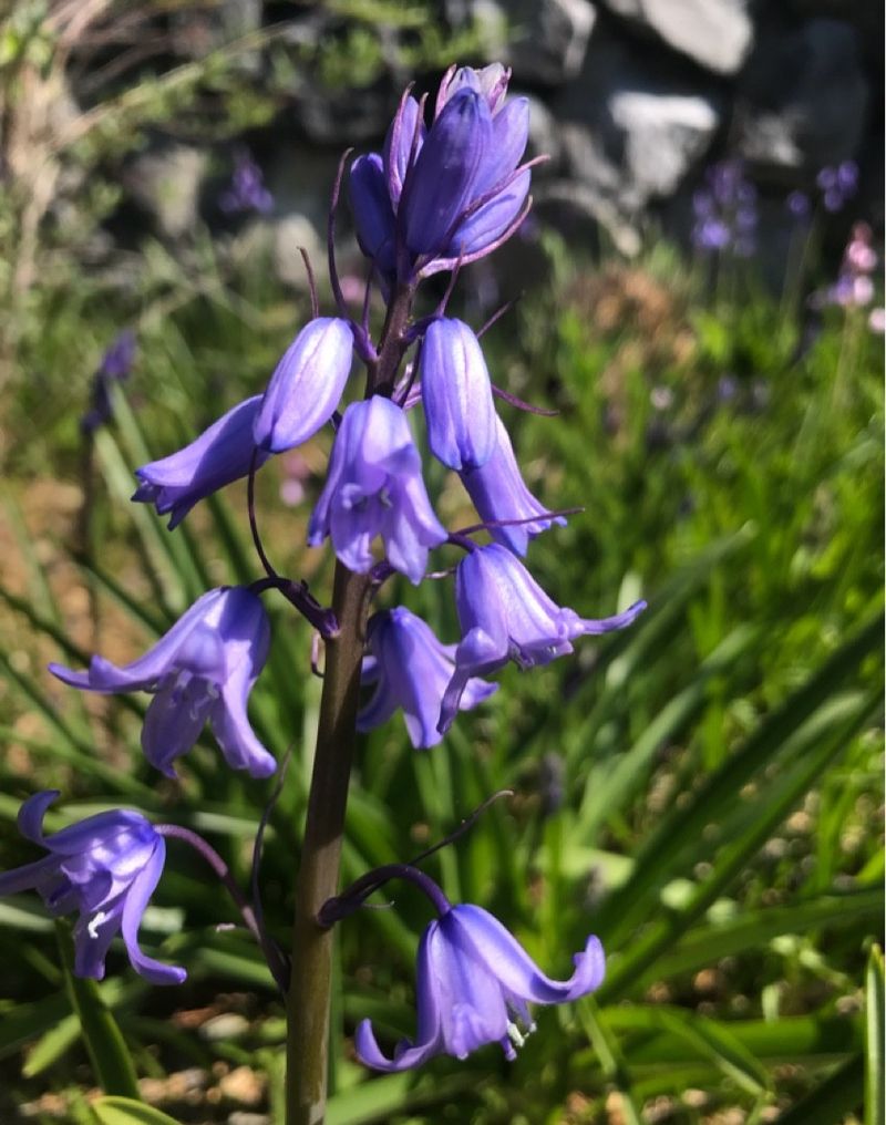 The Symbolism and Cultural Significance of the Hybrid Bluebell Flower
