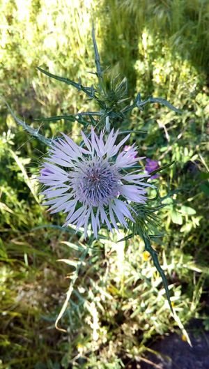 Boar thistle (Galactites tomentosa) - PictureThis