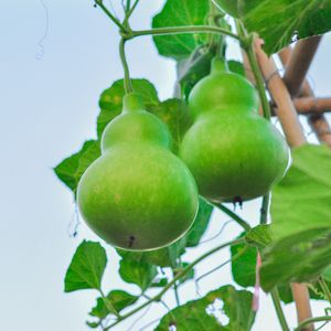 Como Cultivar e Cuidar de Porongo