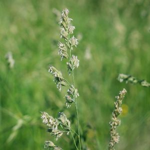 Poa anual - Poa annua (Cuidado, Características, Invasivo, Imágenes)