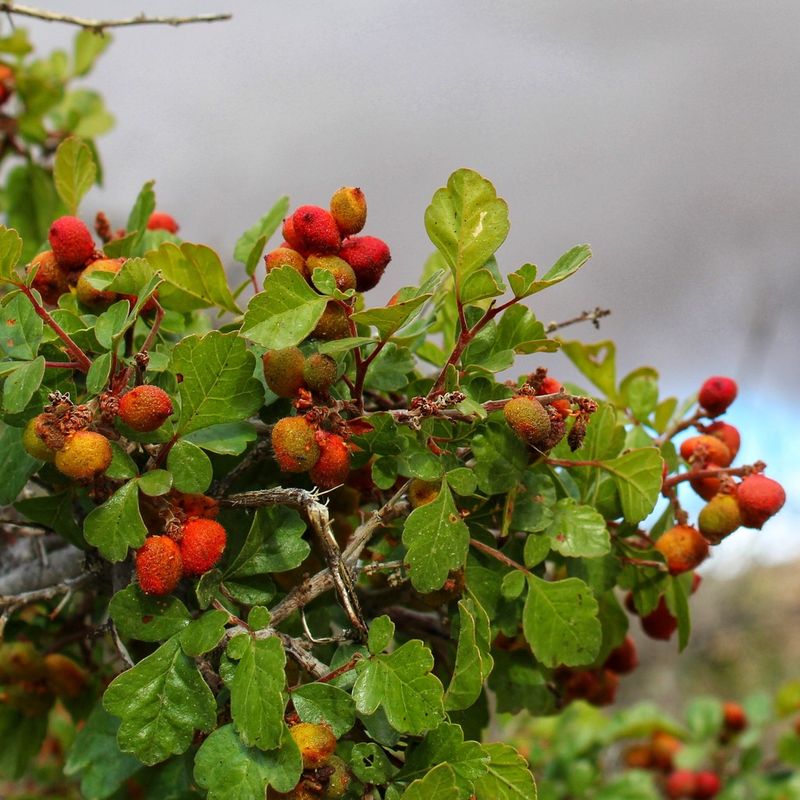 Is Fragrant sumac Safe for Pets? Understanding Non-Toxic Benefits