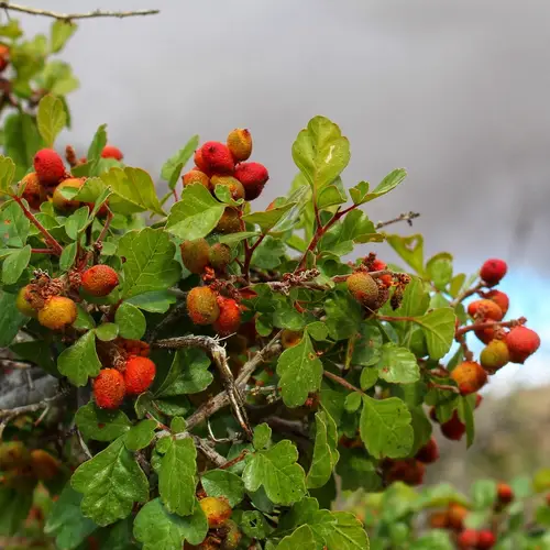 Zumaque aromático (Rhus aromatica) - PictureThis