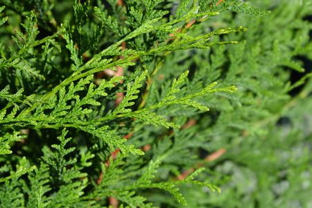 How to Grow and Care for Western red cedar 'Atrovirens'