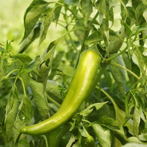 Chile California (Anaheim pepper) - PictureThis