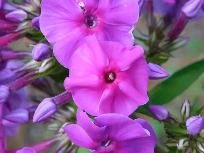 Phlox paniculata 'Roberta' - PictureThis