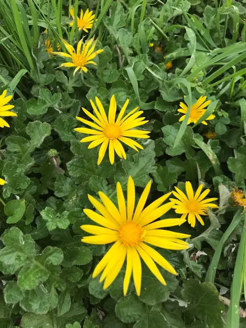 Arctotheca prostrata - PictureThis