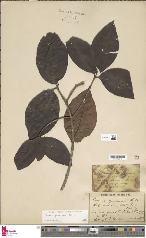 Couma guianensis - PictureThis