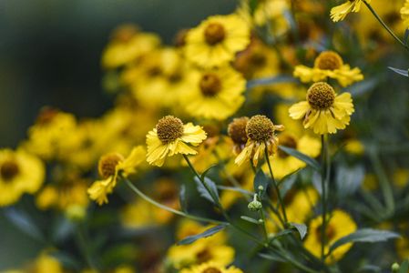 How to Grow and Care for Common sunflower 'Soraya'