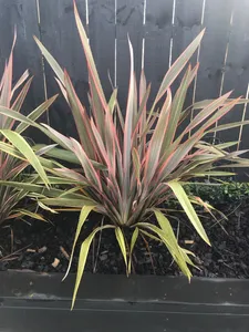How to Propagate New zealand flax 'Sundowner'