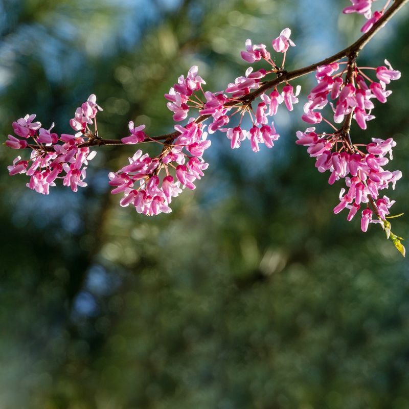 How Often Should You Water Your Eastern redbud?
