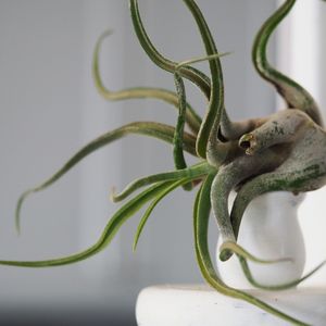 How to Grow and Care for Octopus plant