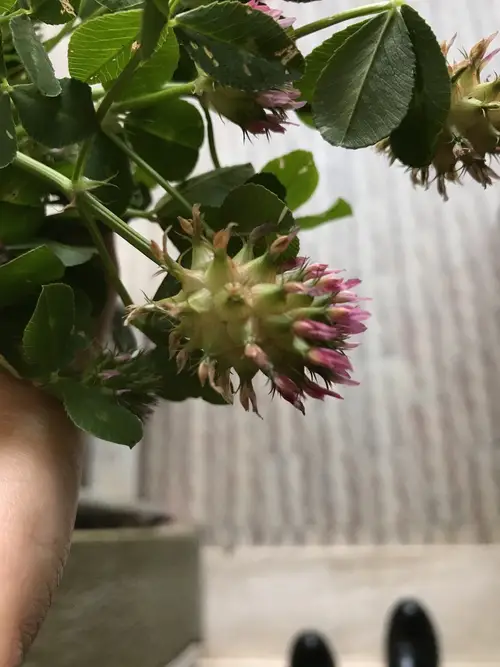 Trevo (Trifolium spumosum) - PictureThis