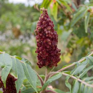 Zumaque venenoso - Toxicodendron vernix (Taxonomía, Características ...