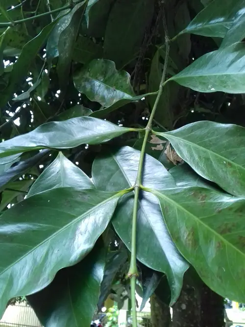 Gnemon (Gnetum gnemon) Flower, Leaf, Care, Uses - PictureThis