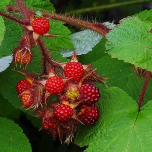 How to Grow and Care for Wineberry