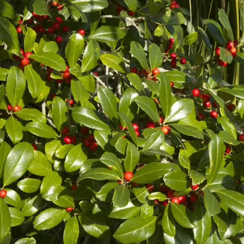 아일렉스 (Ilex vomitoria) - PictureThis
