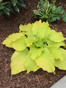 How to Prune Plantain Lily 'Dancing Queen'