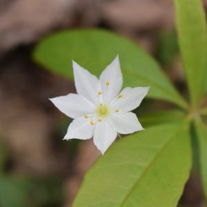 Starflower - Lysimachia borealis (Care, Characteristics, Distribution ...
